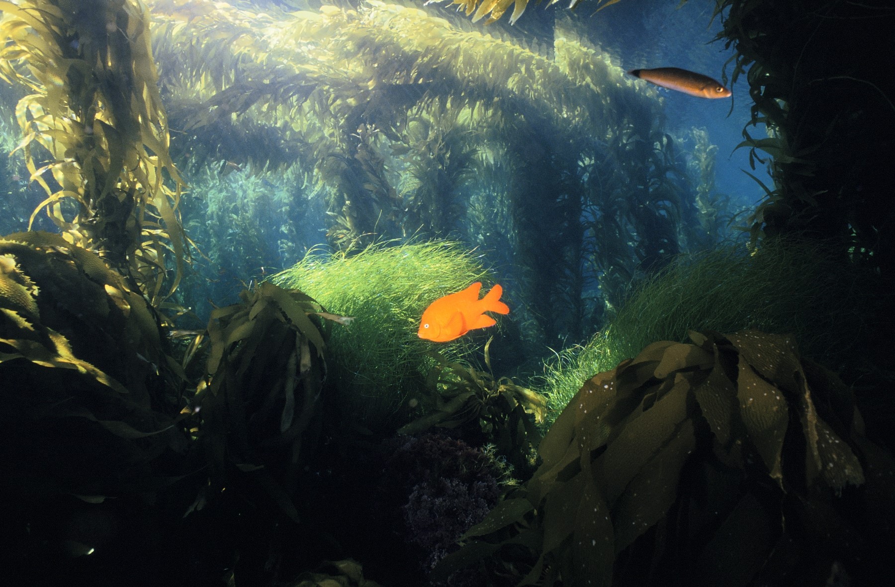 Helping Turn Seaweed into Biofuel | LA Social Science